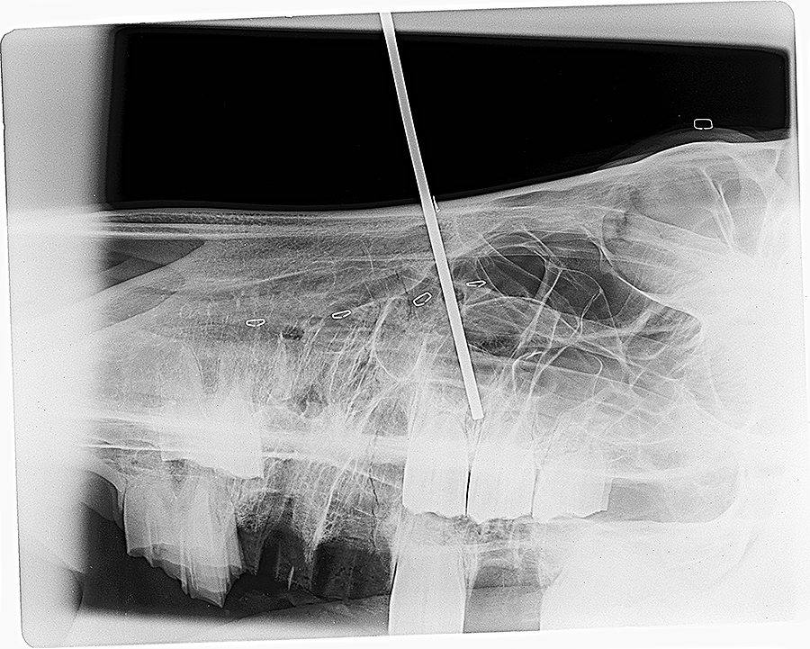 DÜRR MEDICAL | CR 35 VET | Orale Zahn-Extraktion am Pferd | Seminar Dr ...