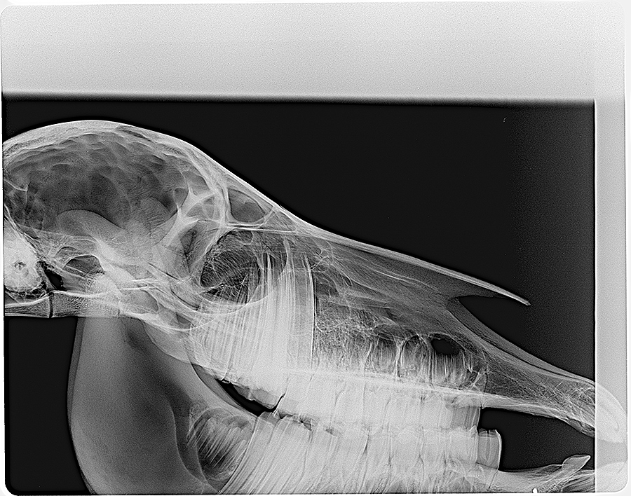 DÜRR MEDICAL | CR 35 VET | Orale Zahn-Extraktion am Pferd | Seminar Dr ...